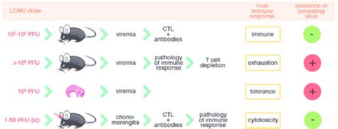 model of different states of anti lcmv immunity download scientific