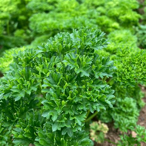 Curly Parsley Autumn Organic Herb Plants Order Online