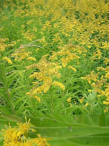 中標津で見つけた植物 オオアワダチソウ