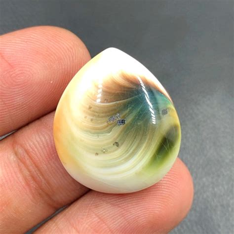 Operculum Shell Etsy