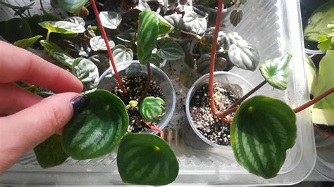 Алоказия Стингрей быстро подростает☺️🌱👍 - YouTube