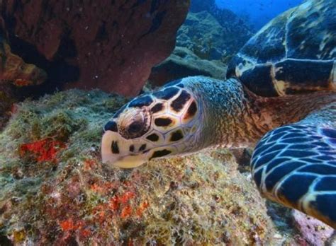Aquatic Ecosystems Characteristics Types Flora And Fauna