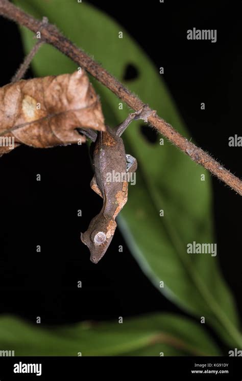 Satanic Leaf Tailed Gecko Uroplatus Phantasticus Camouflages As Dead