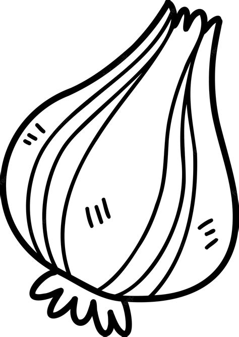 손으로 그린 양파 그림 프리미엄 벡터