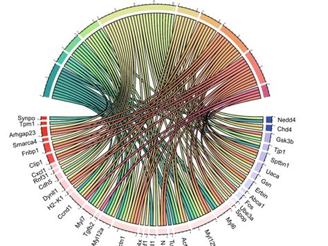 How Do Podocytes React To Inflammation
