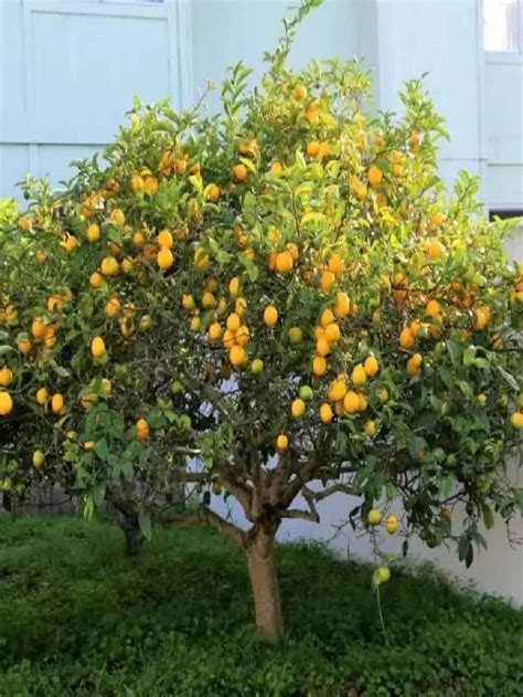 Dwarf And Semi Dwarf Lemon Trees 5 Most Popular Types