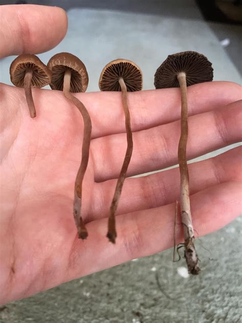 Connecticut Mushrooms Panaeolus Foenisecii Lawnmowers Mushroom