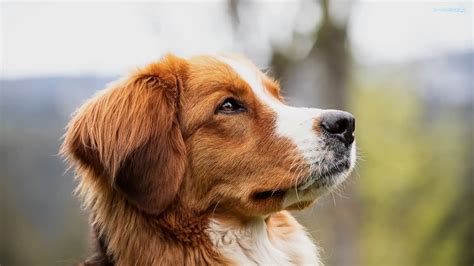 Płochacz Holenderski Pies Rudo Biały