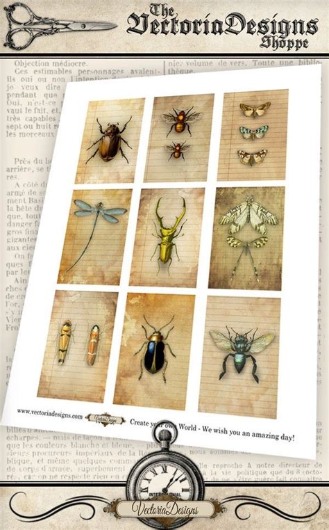 Bugs Cards Printable Bugs Labels Paper Craft Curiosity Cabinet Bug