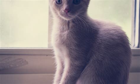 Pu Surgery Stinks Part I Valerie Morrison Photography