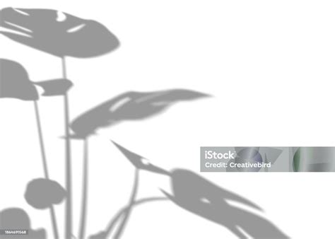 몬스테라 식물 잎의 그림자 오버레이 효과 흰색 배경에 사실적인 회색 그림자 제품 프리젠 테이션 사진 배경에 적용 가능합니다 태양