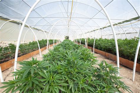 Cultivo De Cannabis Tropical Invernaderos