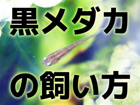 新品正規品 めだか 黒メダカ 30匹 Fa