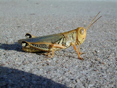 Nikon 950 Grasshopper Macro