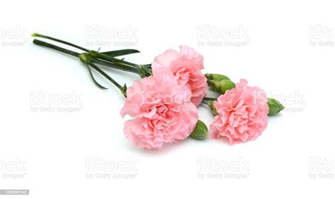 白い背景にカーネーションの花を積み重ねる お祝いのストックフォトや画像を多数ご用意 お祝い やわらか アメリカ合衆国 Istock