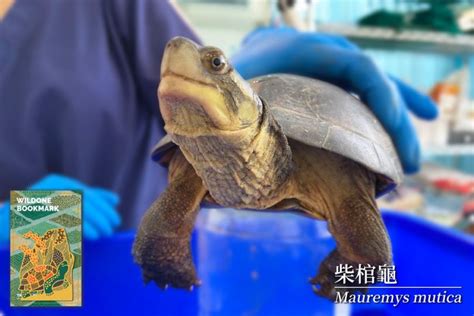 生活周遭的柴棺龜 社團法人臺灣野灣野生動物保育協會