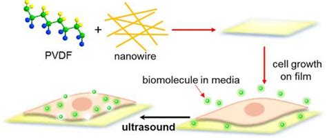 超声电穿孔在羟基磷灰石纳米线和 Pvdf 压电薄膜上生长细胞 Acs Applied Materials And Interfaces X Mol