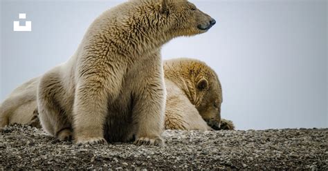 바위 위에 앉아있는 북극곰 두 마리 사진 Unsplash의 무료 자연 이미지