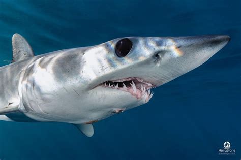Makoshark On Pinno