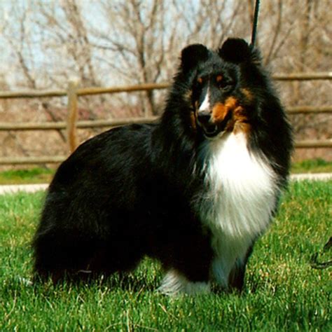 Ravenwyn Farms Oregon Shelties Shetland Sheep Collies Shetland