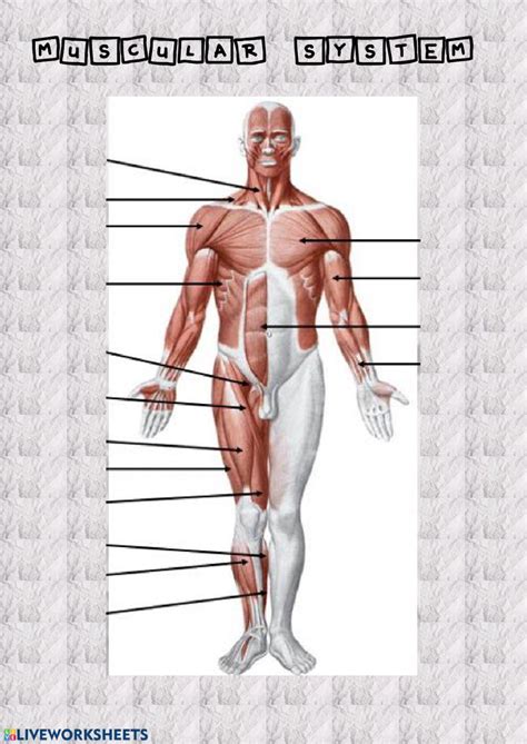 Muscular System Diagram Worksheet