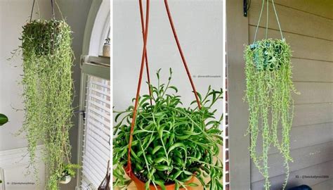 string of bananas care guide tips for thriving plants simplify plants