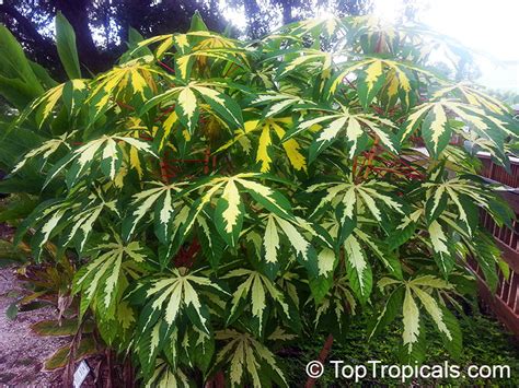 Manihot Esculenta Common Names Cassava Manihot Tapioca Manioc