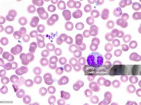 Platelets Histology Detailed Histological Analysis Of A