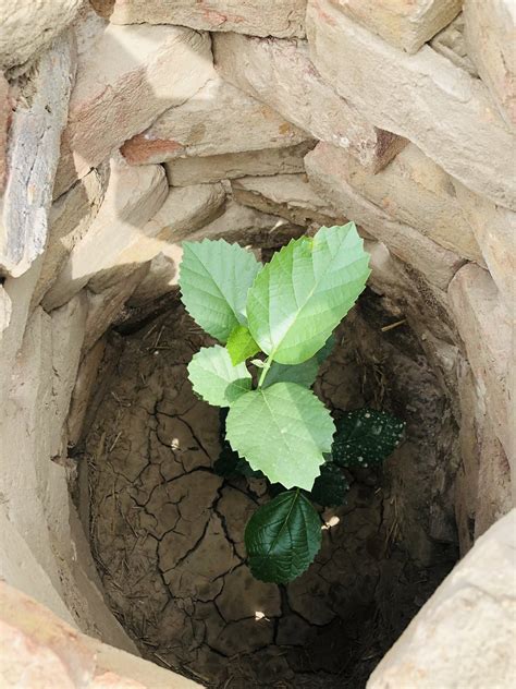 فیصی On Twitter Rt Drabdulaziz32 لیسوڑو نیم پیپل ٹالی کے درخت 🌳جہاں حالیہ بارشوں اور