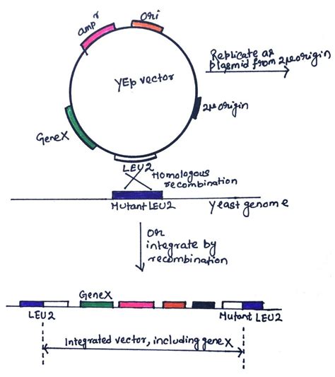 Yeast Cloning Vectors Discover Biotech