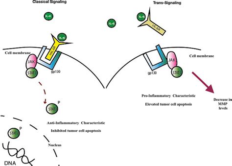 Il 6 Signaling Pathways In The Classical Pathway After Il 6 Binds To