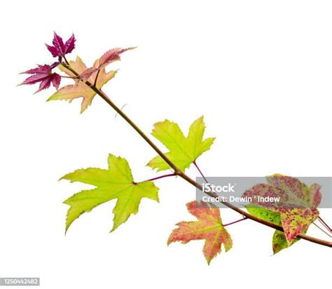 Acer 葉子綠葉白色背景與剪切路徑隔離 照片檔及更多 具有特定質地 照片 具有特定質地 大 大自然 Istock