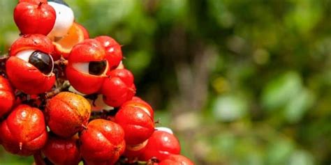 Guarana Eine Kaffee Alternative Kaffeeseite