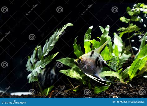 Fondo Del Angelote Del Aquascape De Las Plantas Acu Ticas Imagen De