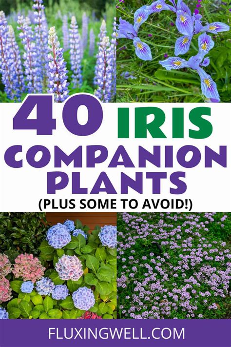 40 Iris Companion Plants And Some To Avoid Fluxing Well