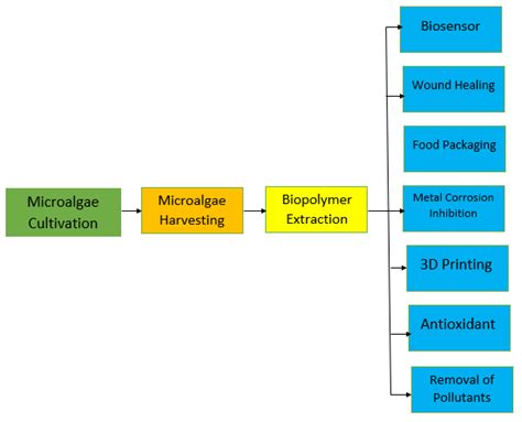 Green Bioprocessing Of Algae Derived Biopolymers Encyclopedia Mdpi