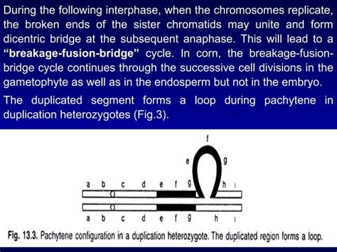 Ppt On Duplication Production And Uses Ppt Genetics Science