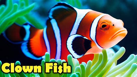 10 Facts About The Clownfish You Didnt Know Youtube