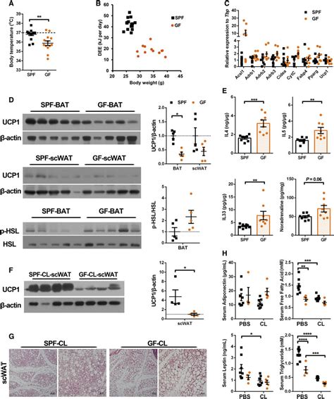 The Characteristic Energy Metabolism Of Gf Mice A Rectal Temperature