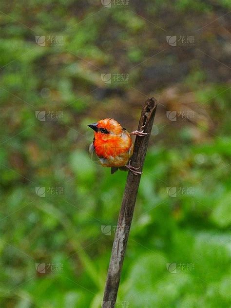 红雀在竹竿上栖息