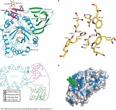 Figure 1 From X Ray Structure Of Human Acid Beta Glucosidase The