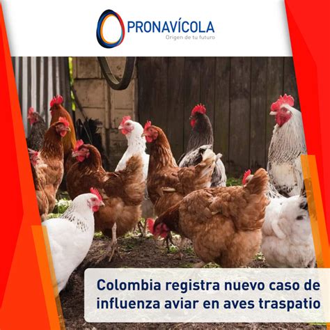 Colombia Registra Nuevo Caso De Influenza Aviar En Aves Traspatio