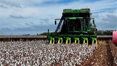 Cotton Forecasts 4 5 Million Bale Plus Crop