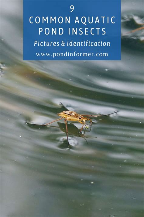 Aquatic Insects Artofit