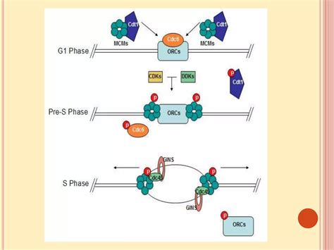Dna Replication Eukaryotes Ppt