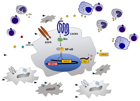 Egfr Tyrosine Kinase Inhibitors Induced Activation Of The Autocrine
