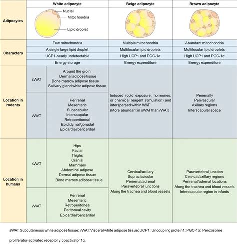 【学术前沿】cell Regen L 脂肪组织重塑之脂肪前体细胞的特征与命运调控澎湃号·政务澎湃新闻 The Paper