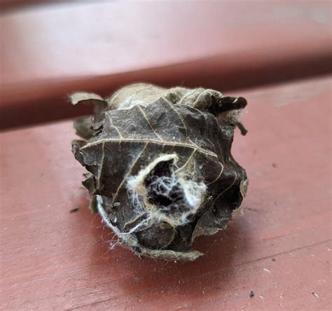 Eclosed Empty Luna Moth Cocoons ~ Actias Luna Etsy