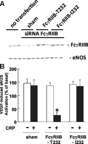 Figure 3 From Fc γ Receptors And Ligands And Cardiovascular Disease