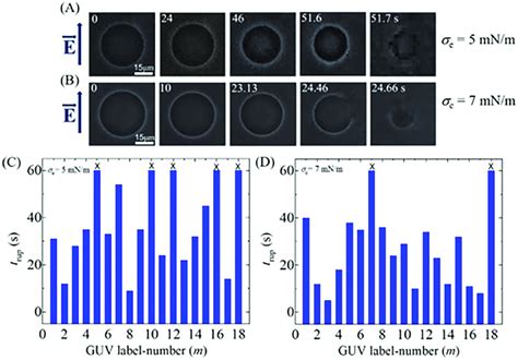 Rupture Of DOPG DOPC 40 60 GUVs In HEPES Buffer Phase Contrast